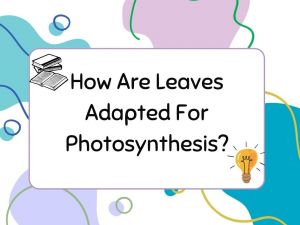 How Are Leaves Adapted For Photosynthesis | Read With Us