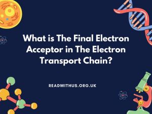 Final electron acceptor in the electron transport chain | Read With Us